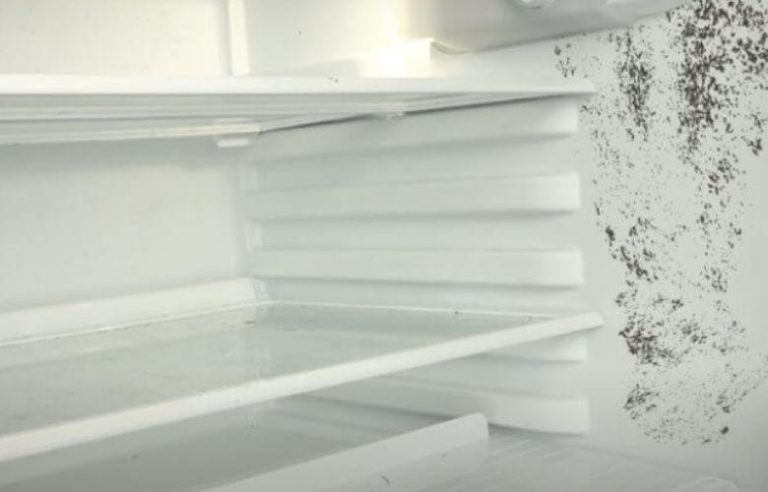 Ubertragt Sich Schimmel Im Kuhlschrank